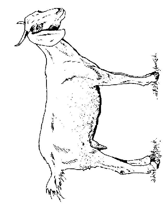 Capra disegno - Imagui